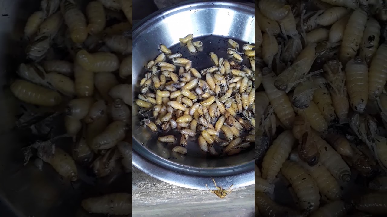 That is a bardi - YouTube