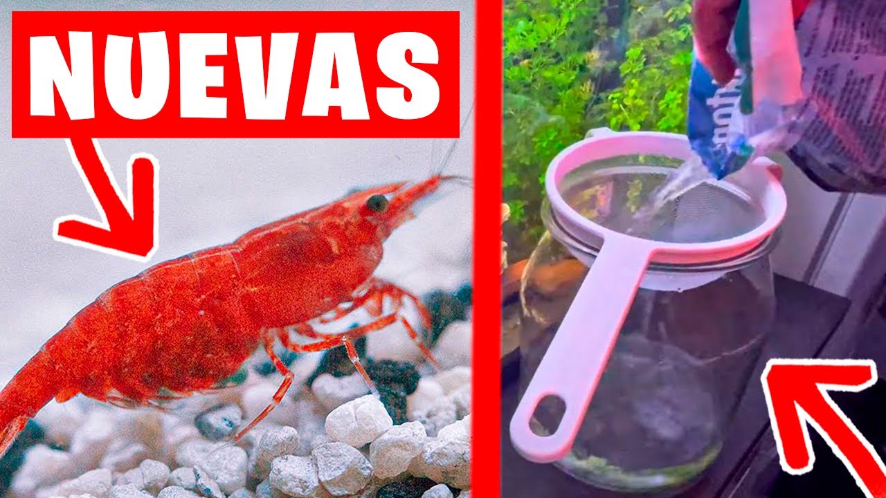 MIS NUEVAS GAMBAS RED CHERRY PARA MI ACUARIO DE 50L #ARA28 - YouTube