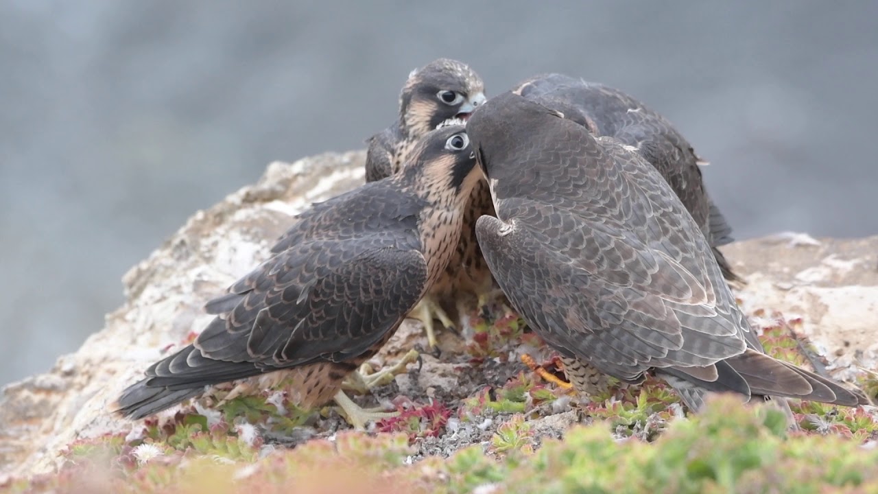 Peregrine Falcon mom feeds 3 chicks - YouTube