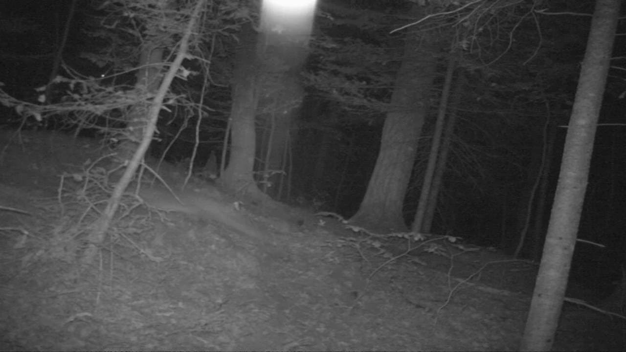 Weird Trail cam pics - YouTube
