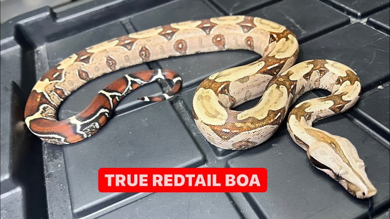 True Redtail Boa and Common Boa Constrictor - Are They Still Cool In ...