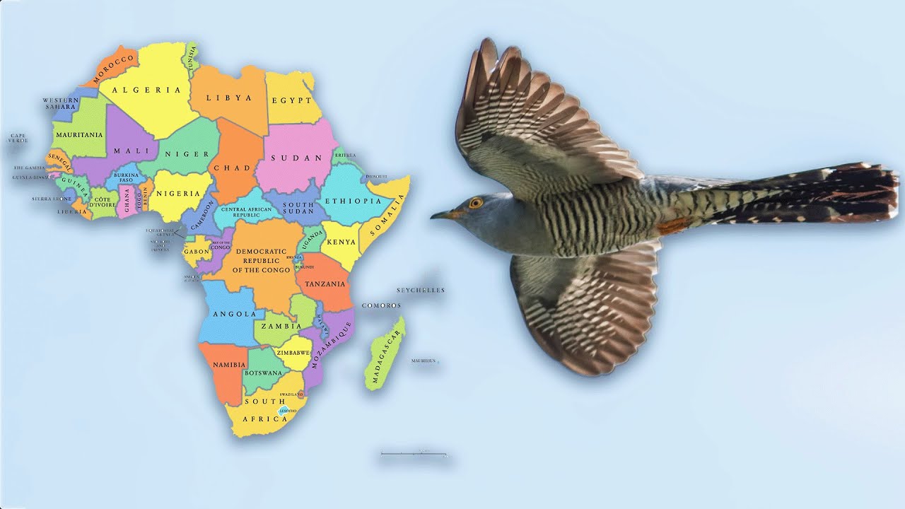 Tiny Bird's Mighty Migration To Africa | | Cuckoo - The Enemy in My ...