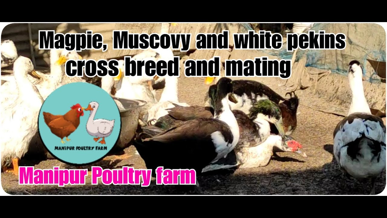 Mating between Muscovy, Magpie and white Pekins duck//Manipur Poultry ...
