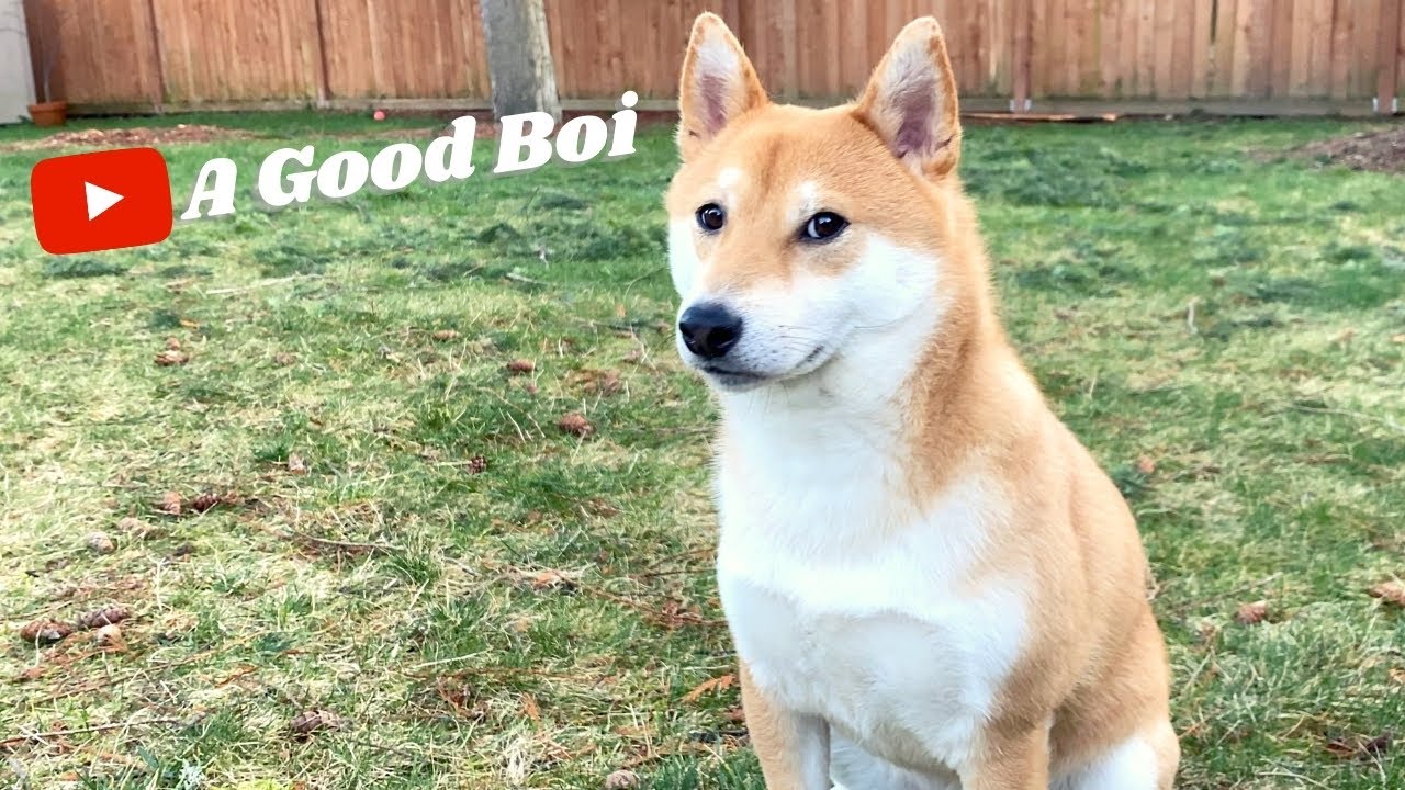 A Day in Life of a Good Boi | Super Shiba - YouTube
