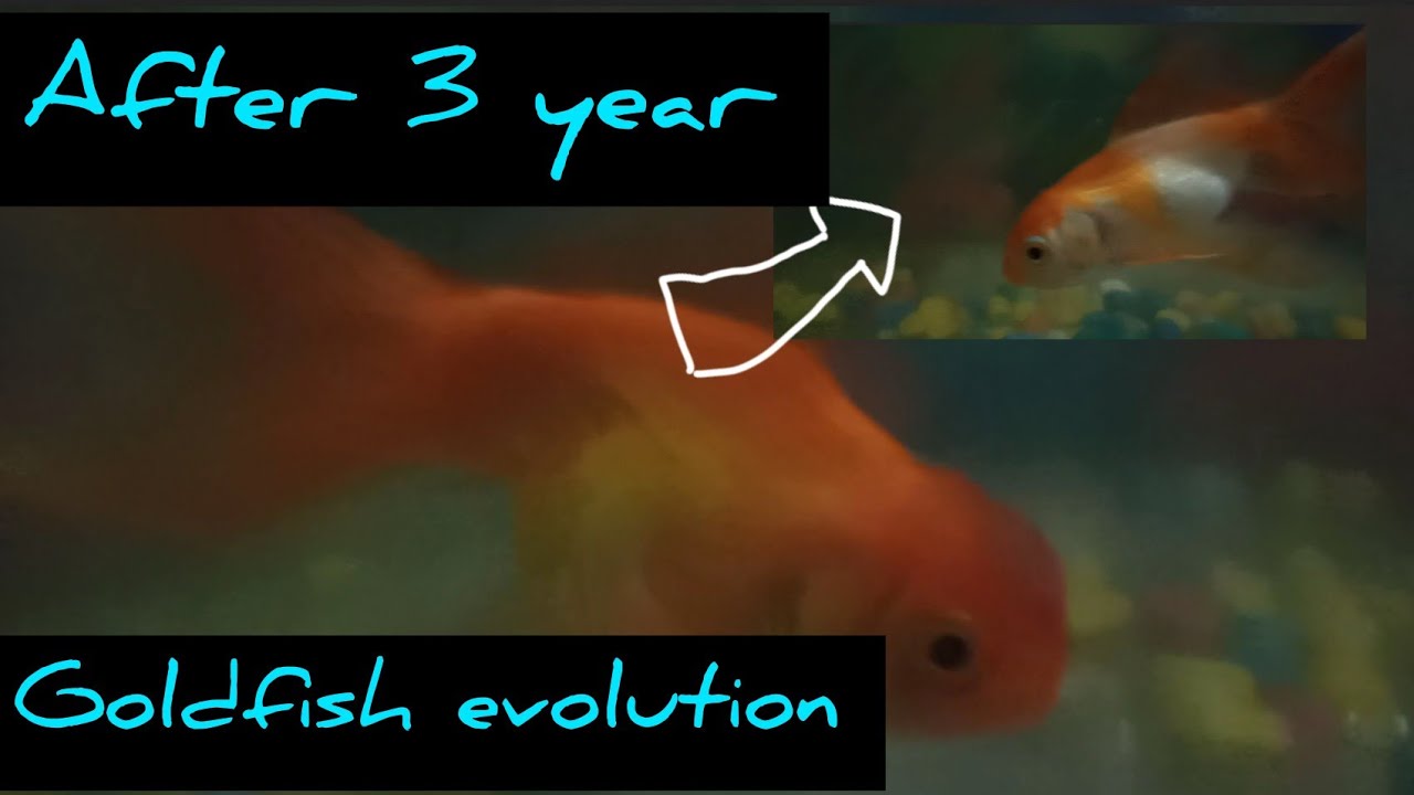 my goldfish evolution after 3 year #veerssg #youtube - YouTube