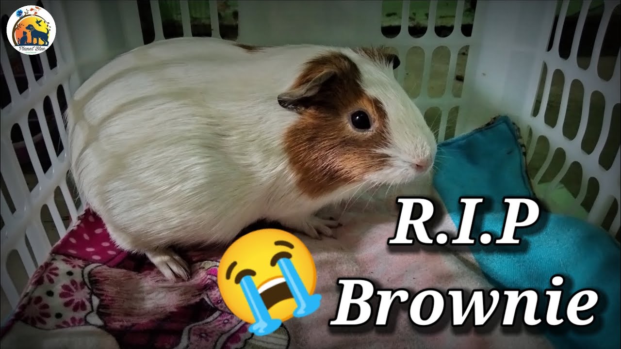 Good Bye Brownie || R.I.P Guinea Pig #rip #guineapig - YouTube