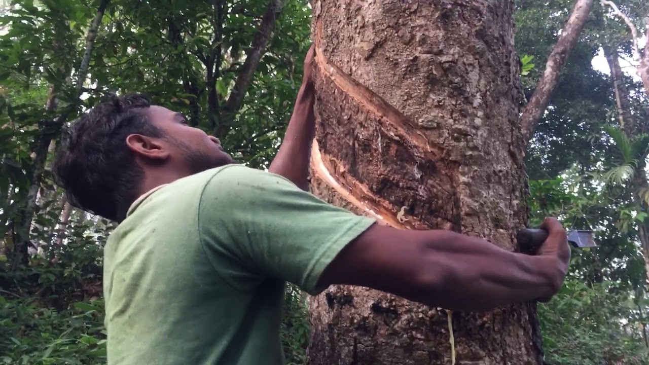 Rubber tapping video for kids - YouTube