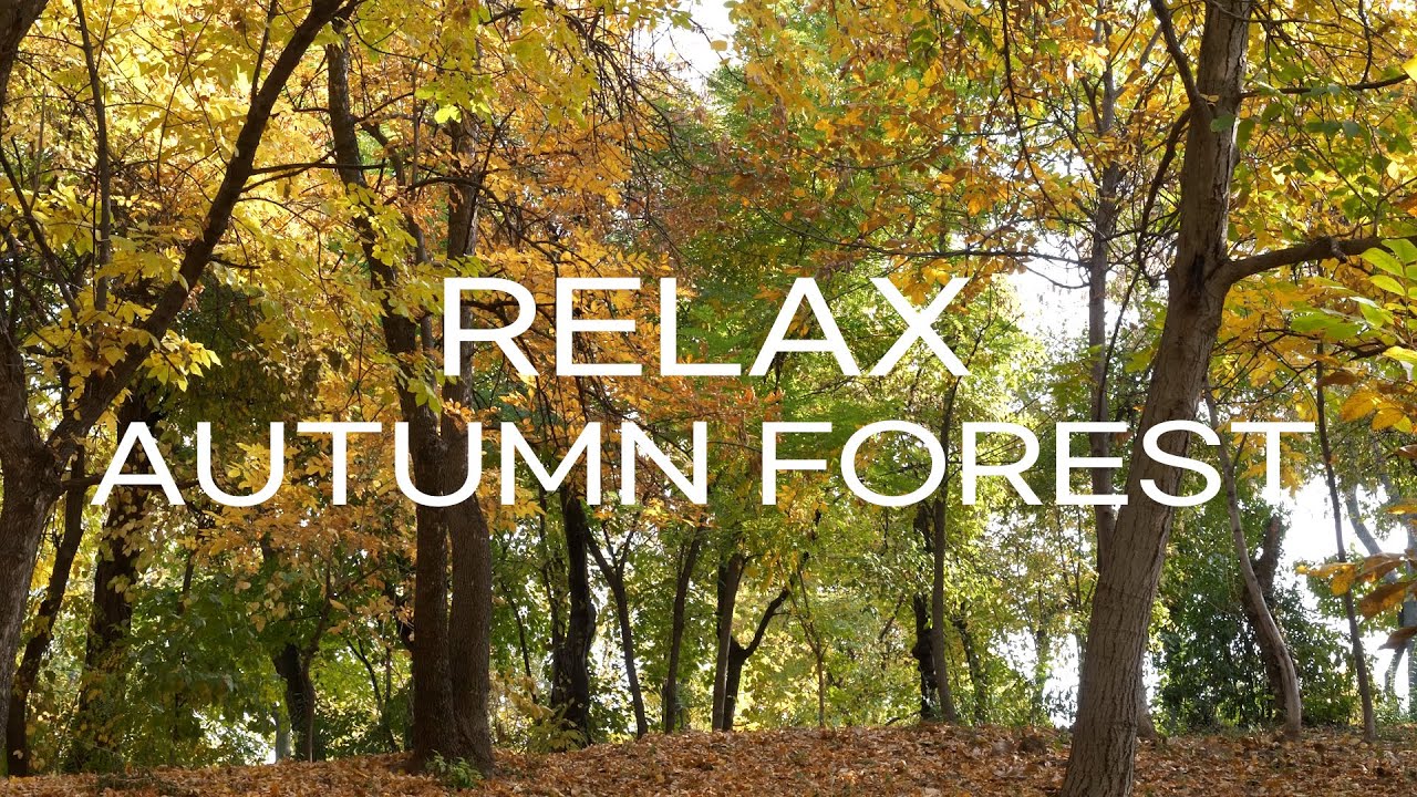 6HOURS of 4K Enchanting Autumn Forest Nature Scenes | 4K로 감상하는 매혹적인 가을 ...