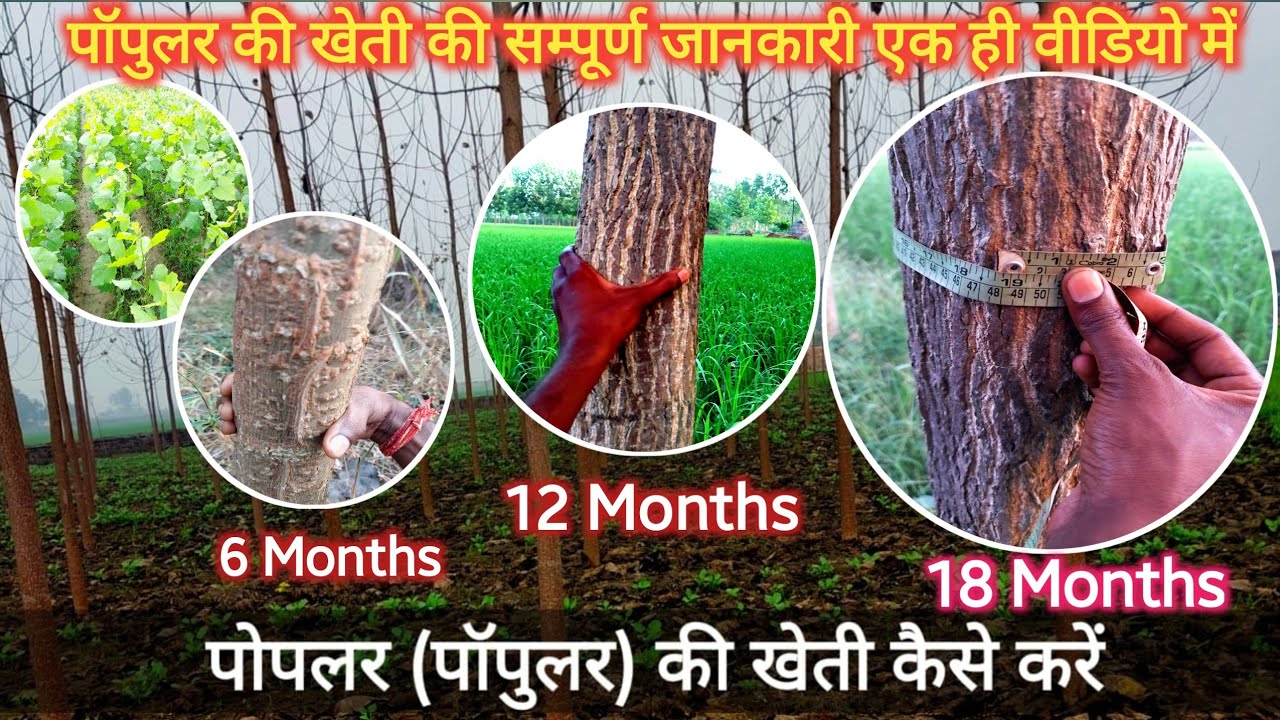 पॉपुलर की खेती ||A to Z information||popular ki best variety ||Agro no ...