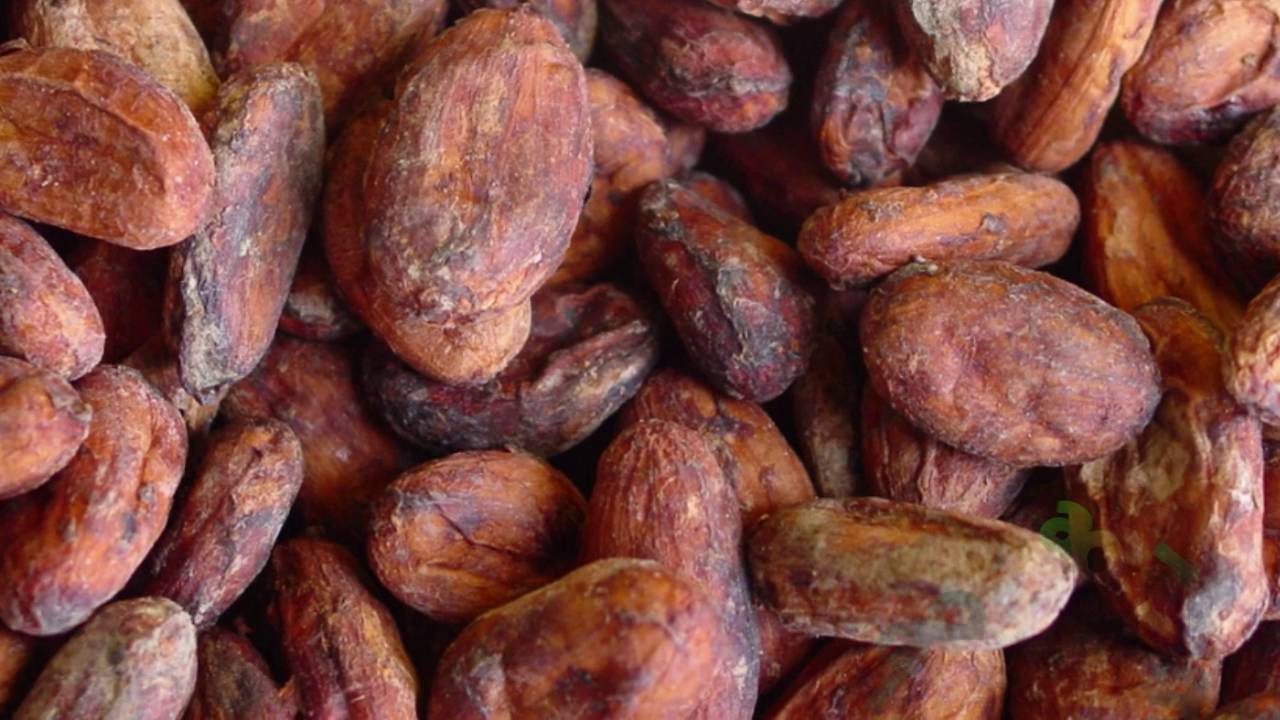 CACAO CHUNCHO Y AGRO TURISMO CON DEMETRIO VILLAVICENCIO- ECHARATI - YouTube