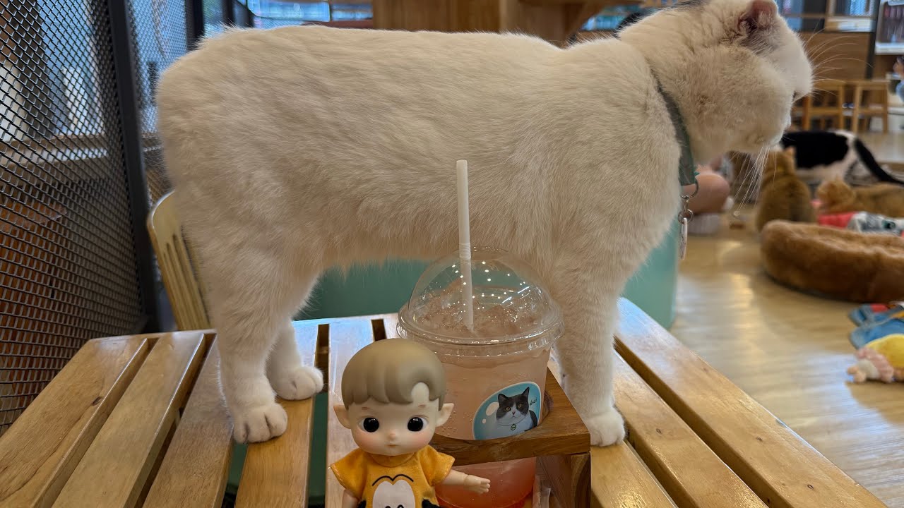 Chill cat cafe พระราม9 ซอย 6 - YouTube