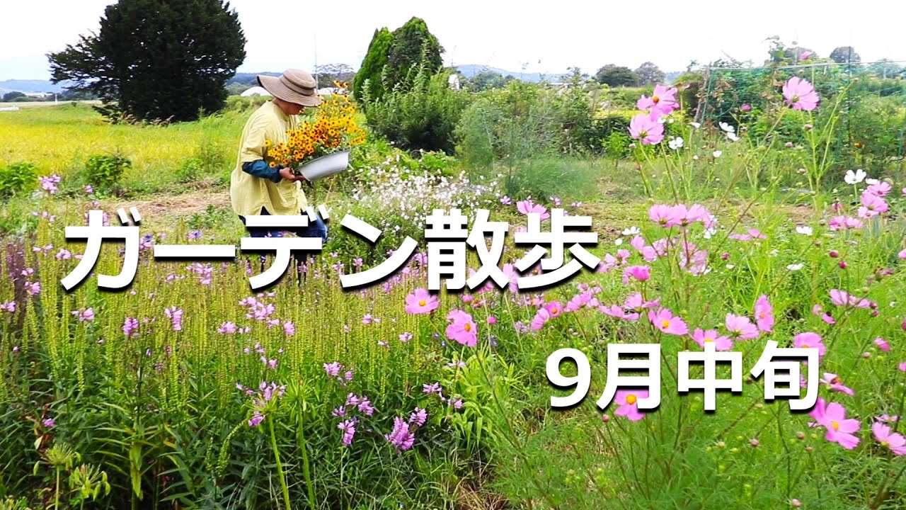 ガーデン散歩 9月中旬 etsuko field - YouTube