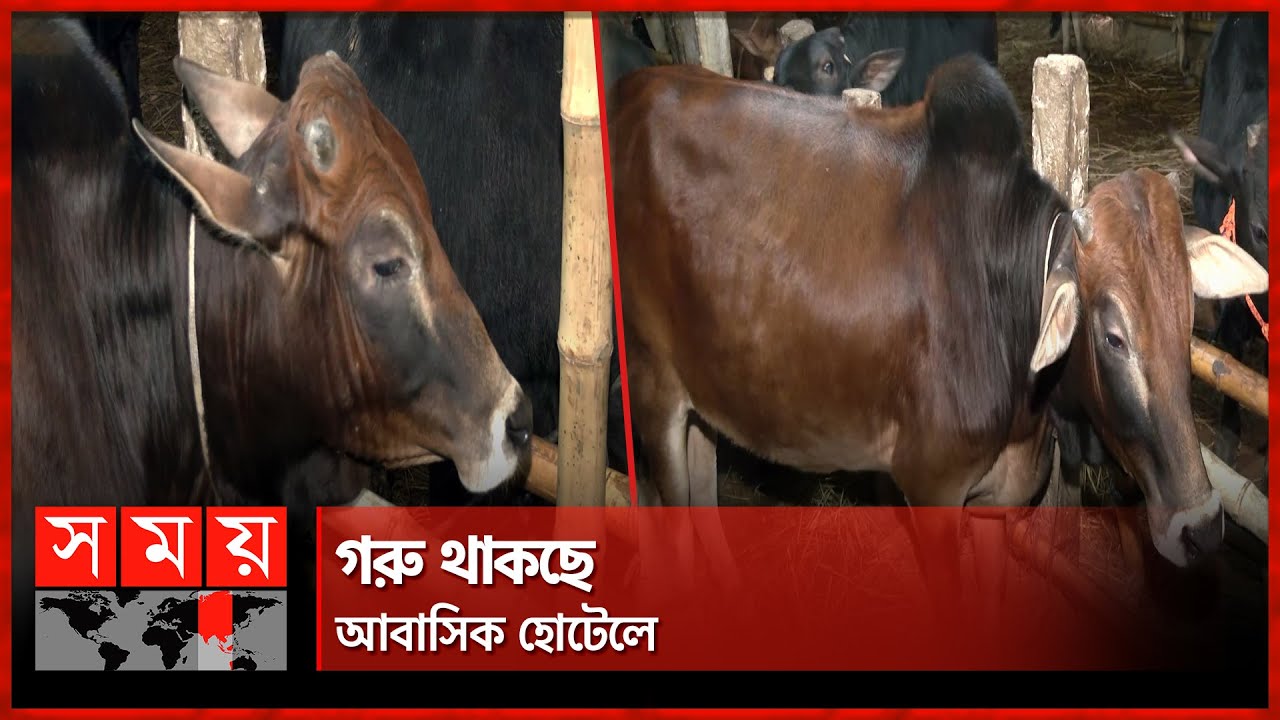 ভোগান্তি কমাতে গরুর জন্য ভিন্নধর্মী ব্যবস্থা | Cow Bazar | Rangpur News ...