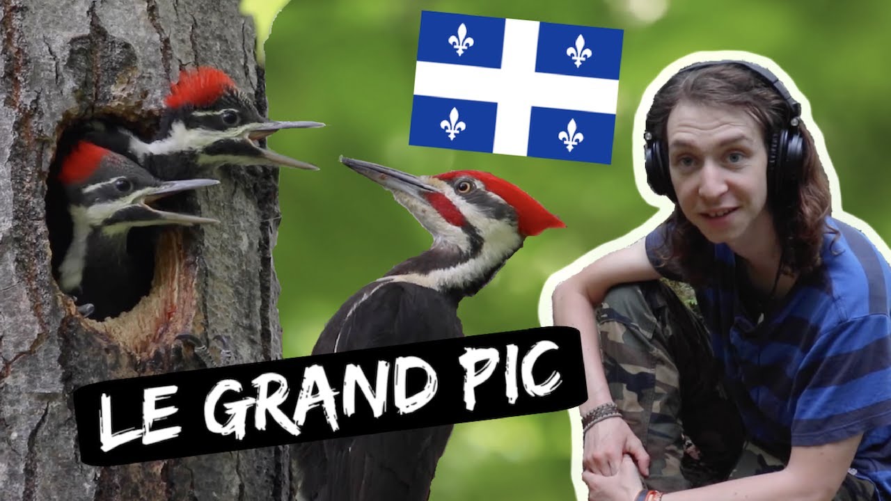 LE GRAND PIC (+Infos terrain) - Les animaux du Québec - YouTube