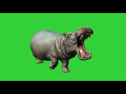 hippopotamus green screen effects | green screen videos | no copyright ...