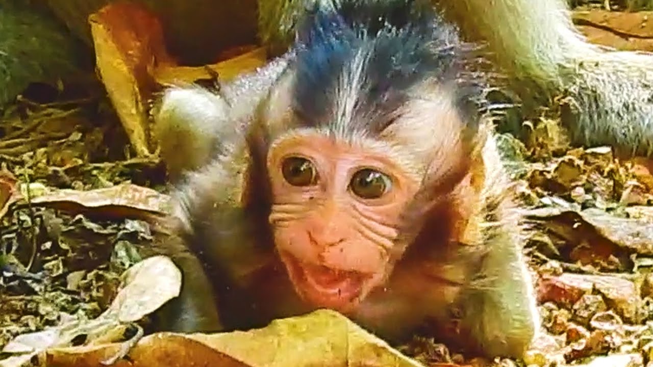 How he kneads the baby Ara monkey - YouTube