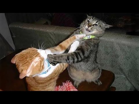 Best Funny Cat Videos of the Month - Fails & Hilarious Moments 🤣🤣 TRY NOT TO LAUGH 2026