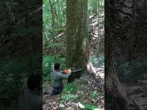 Ağaç nasıl kesilir ? profesyonel ağaç kesme video