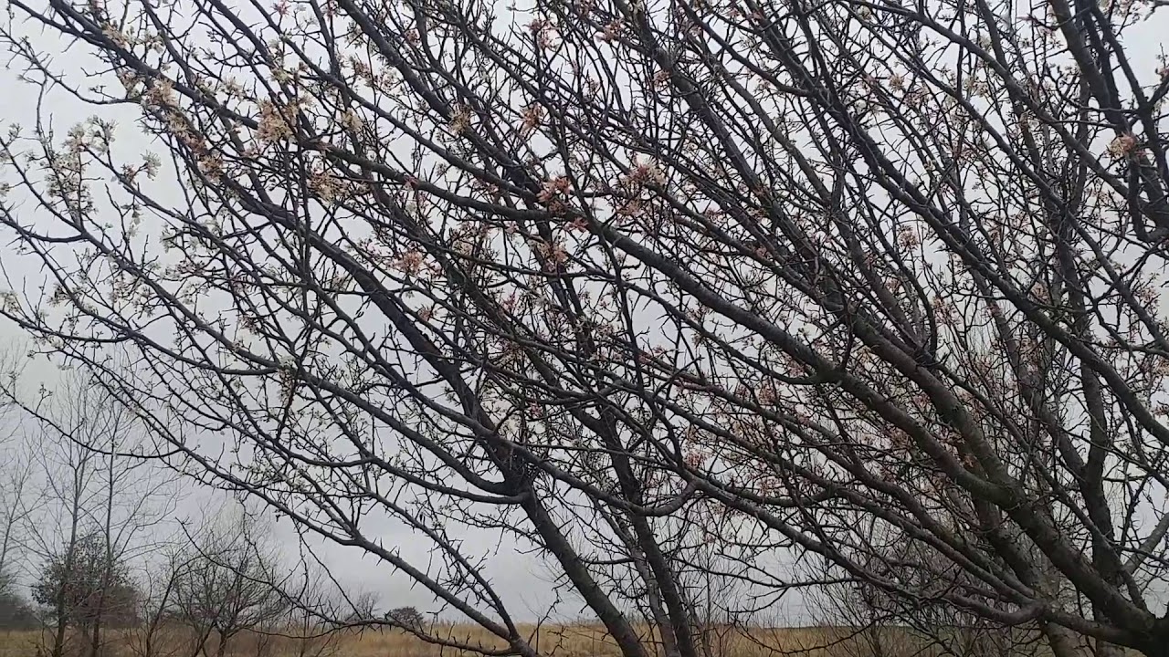 Olive Trees Always Angry~ *Featuring Sky Humming* - YouTube