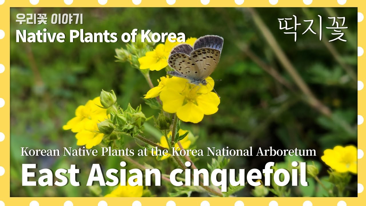 딱지꽃 [Native Plants of Korea. 87] East Asian cinquefoil (English version ...