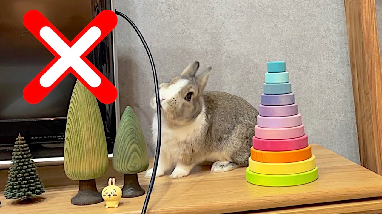 ウサギのイタズラ対策 Measures to prevent Rabbit mischief [n°197] - YouTube