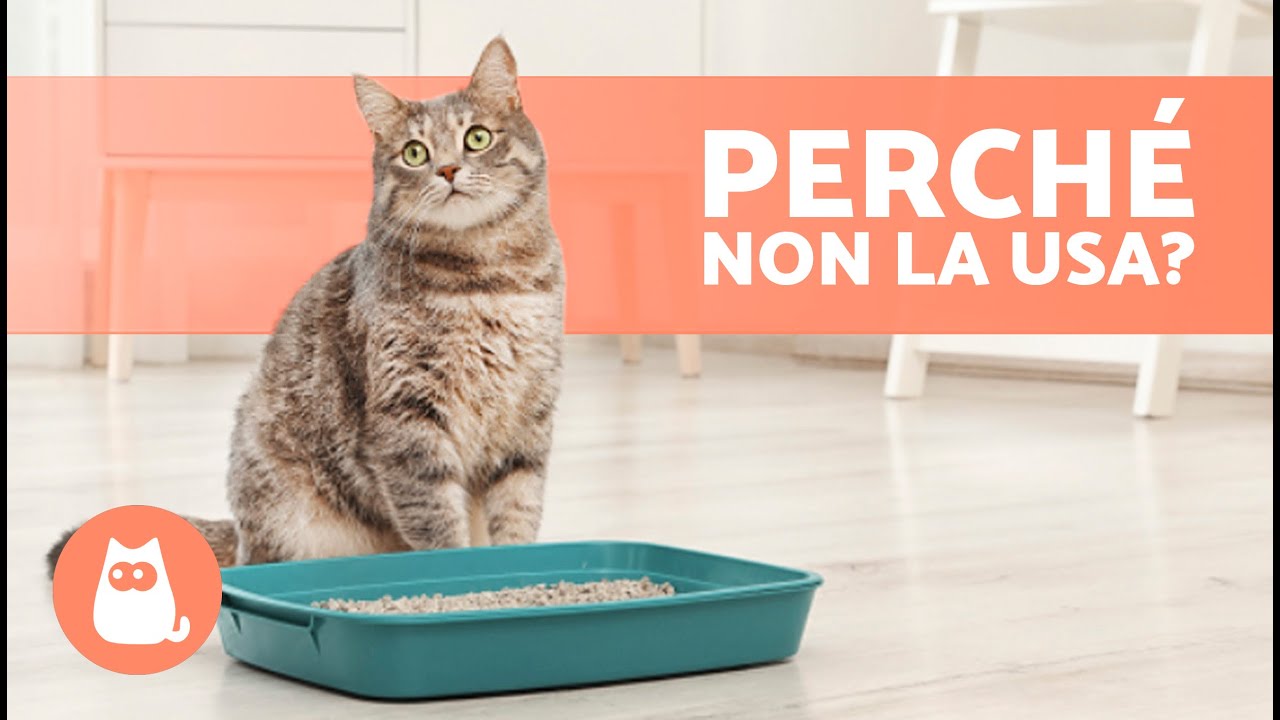 Perché il mio GATTO fa la cacca fuori dalla LETTIERA? 🐱💩 (7 cause e ...