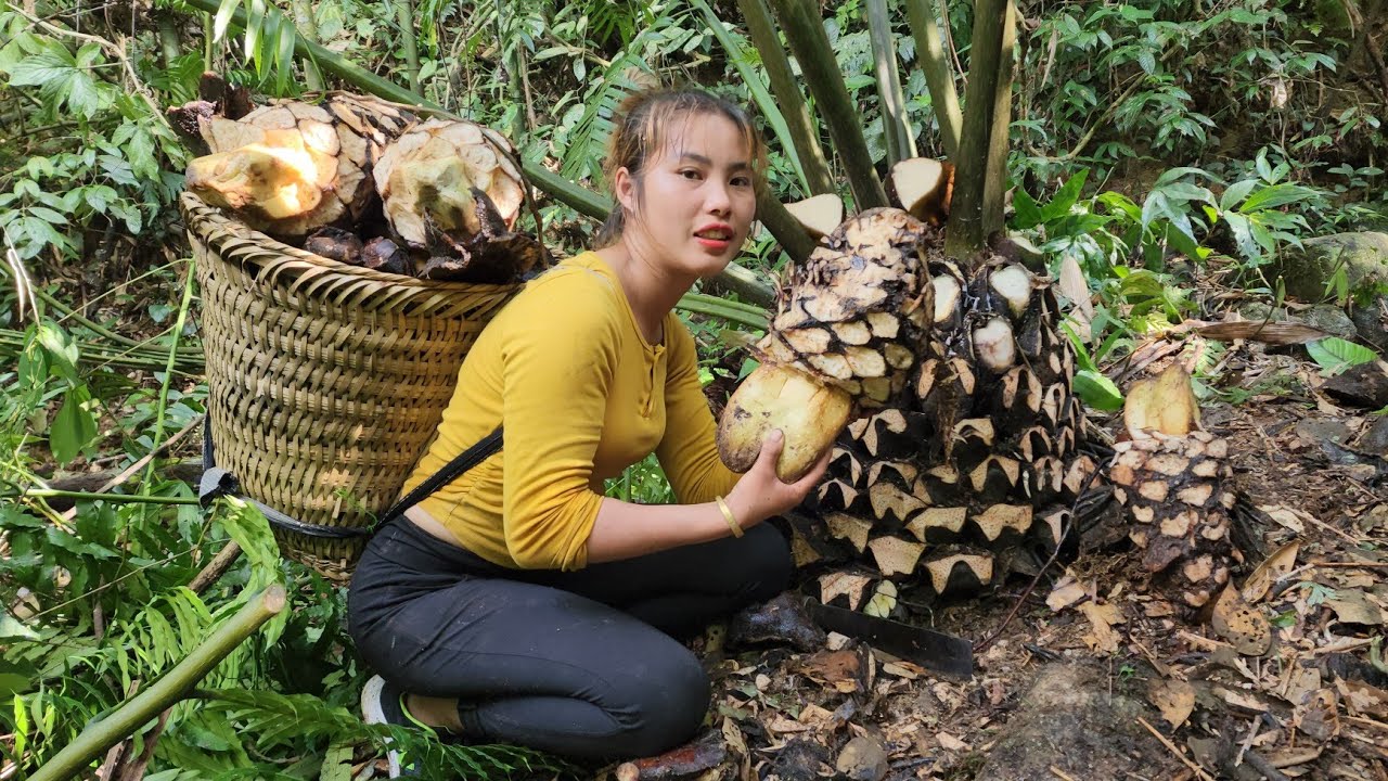 Harvest, natural horseshoe tubers, bring to the market to sell _make ...