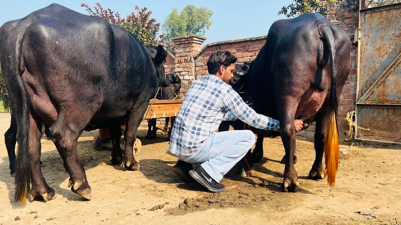 15-15 ਕਿੱਲੋ ਦੁੱਧ ਤਿਆਰ ਇਹਨਾਂ ਮੱਝਾਂ ਥੱਲੇ। 3 ਮੱਝਾਂ ਵਿਕਾਉ ਆ ਵੇਖੋ 👌 ਜ਼ਬਰਦਸਤ ...