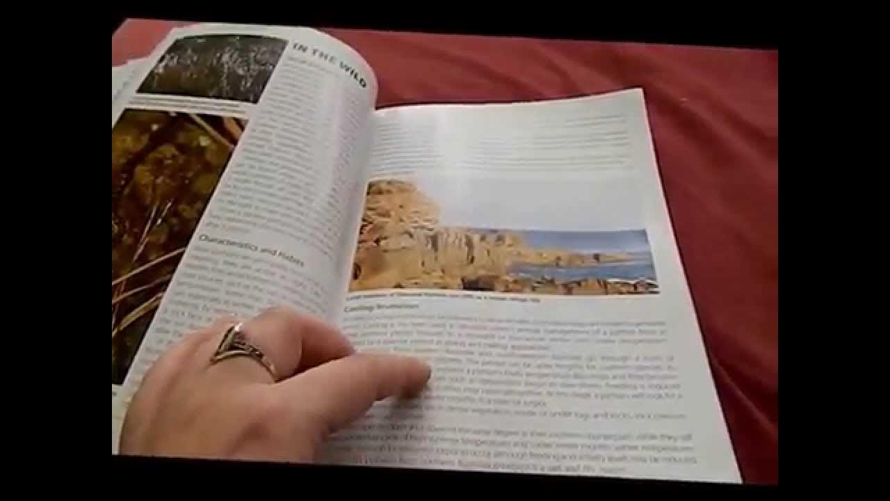 BOOK REVIEW PYTHONS - A Guide to Australian Pythons in Captivity by ...