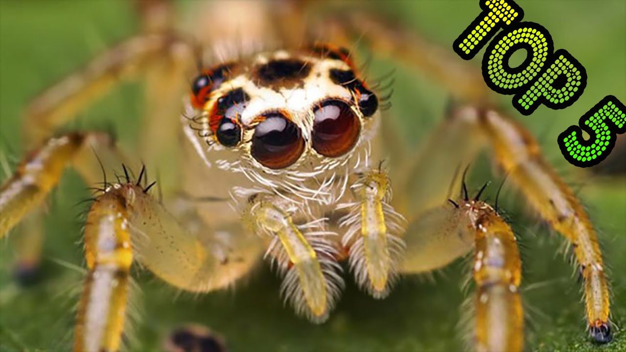 TOP 5 INSECTOS MAS LETALES Y PELIGROSOS DEL MUNDO - YouTube