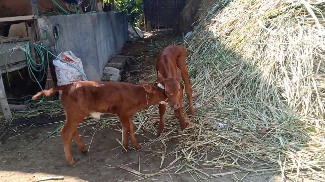 Baby cow working out together - YouTube