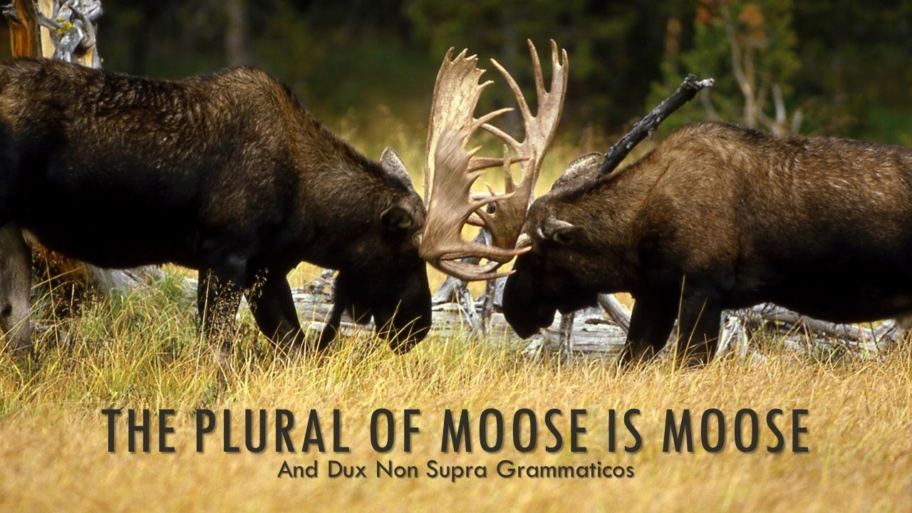 The Plural Of Moose Is Moose YouTube
