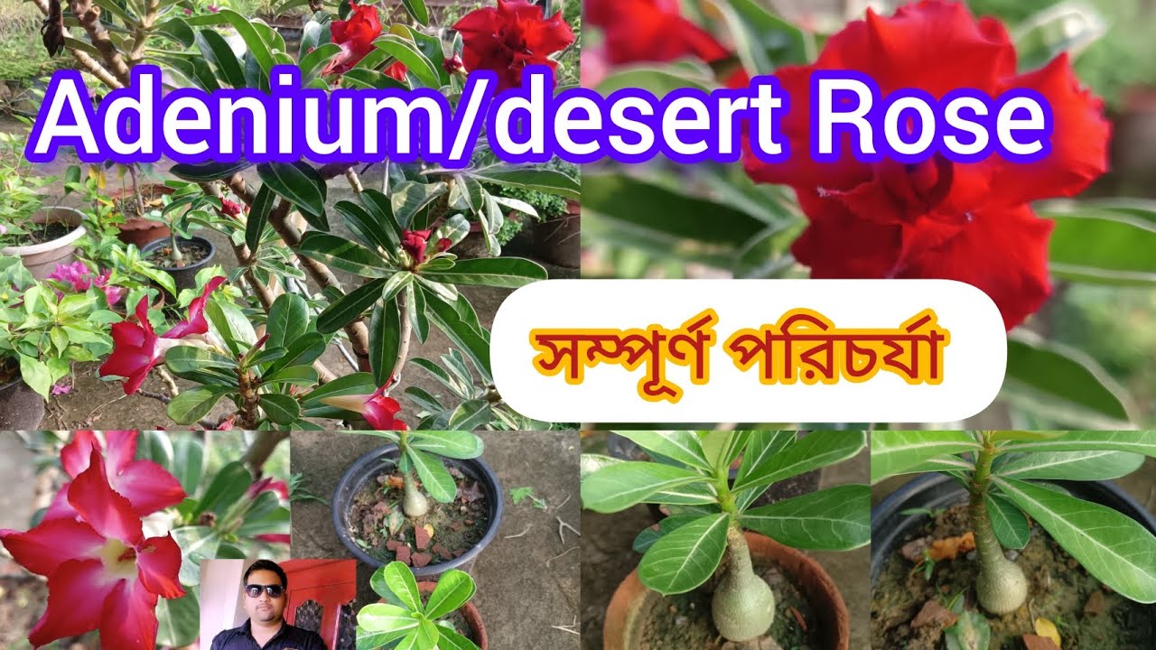 Adenium plant care in bengali @anirbanbandyopadhyay5 - YouTube