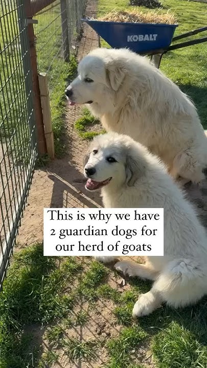 Watch 2 Great Pyrenees Livestock Guardian Dogs Work Together To Protect Goats #greatpyrenees # ...