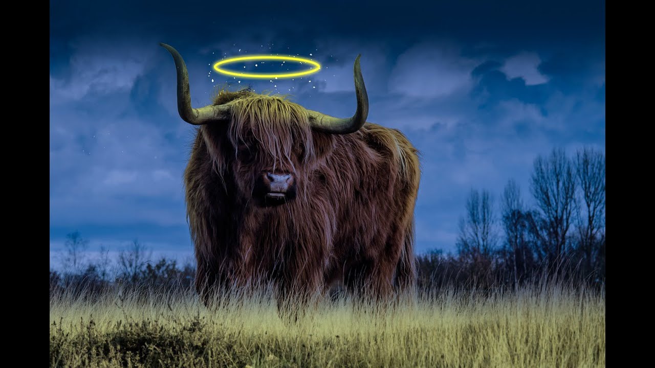 The horns and halo effects in a coaching context - YouTube