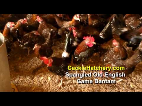 Spangled Old English Game Bantam Chicken Breed (Breeder Flock) | Cackle ...