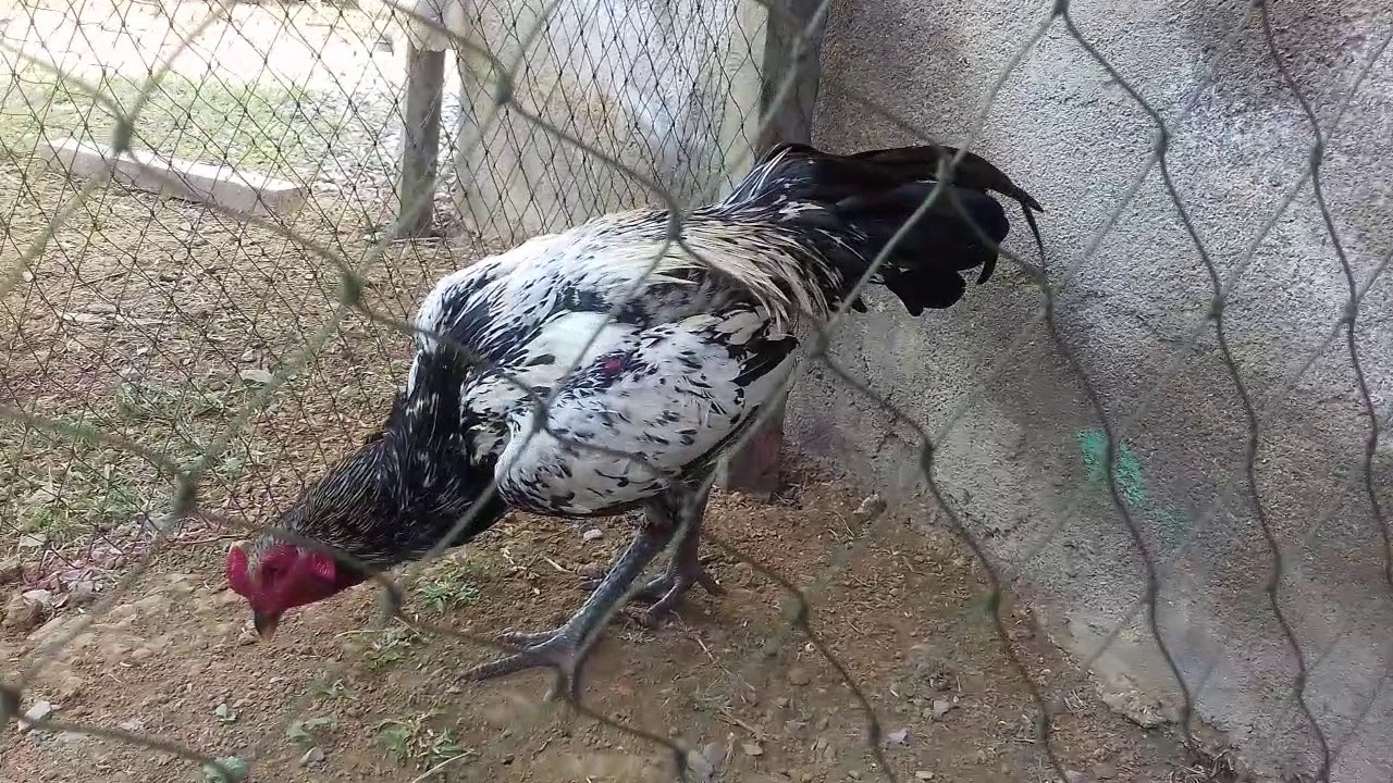 noob qaib pama ntau zoo - YouTube