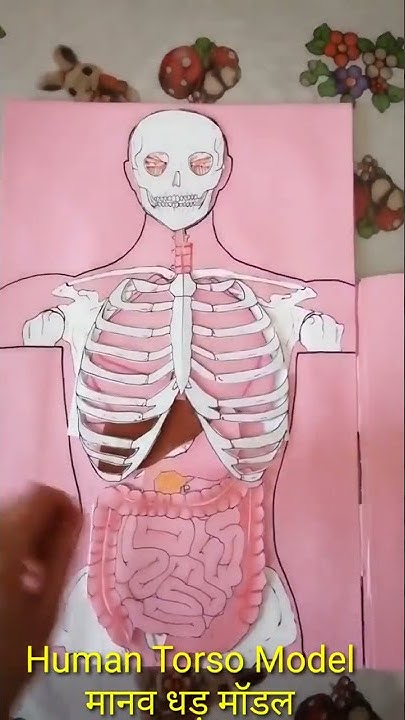 Human Torso Model The Main Part Of The Body That Contains The Chest Abdomen Pelvis And Back