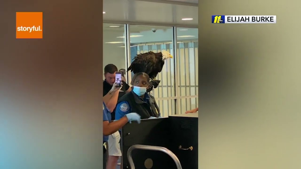 WATCH: Bald eagle goes through TSA check at Charlotte airport - YouTube