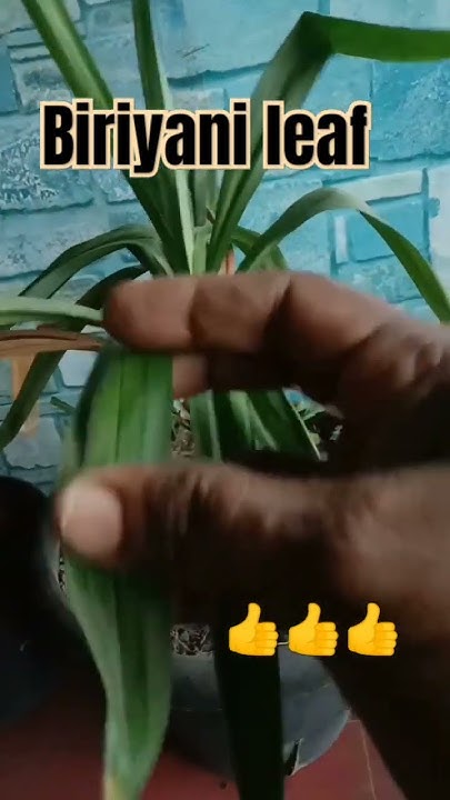 Biriyani Leaf Plant ☘️🌵☘️🌵☘️🌵☘️☘️🌵☘️🌵☘️ Youtube