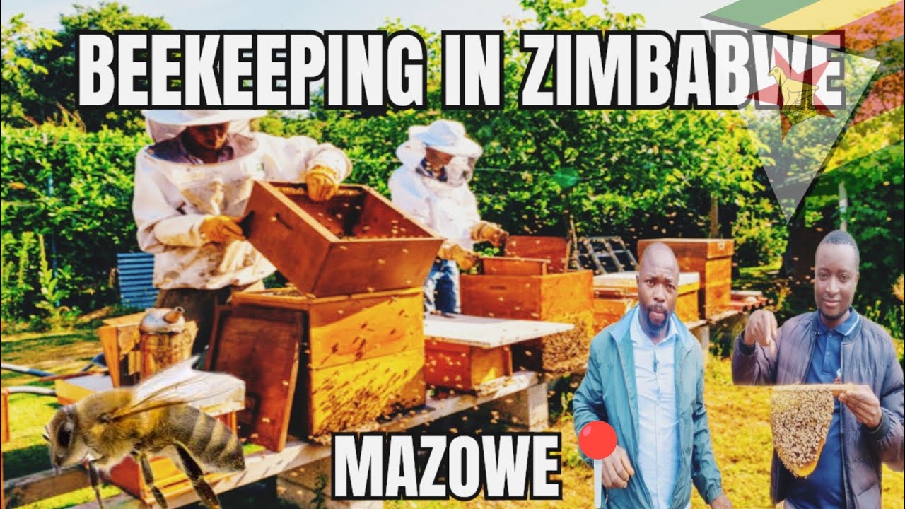 From Classroom to Hive: A Teacher's Journey in Rural Zimbabwe ...