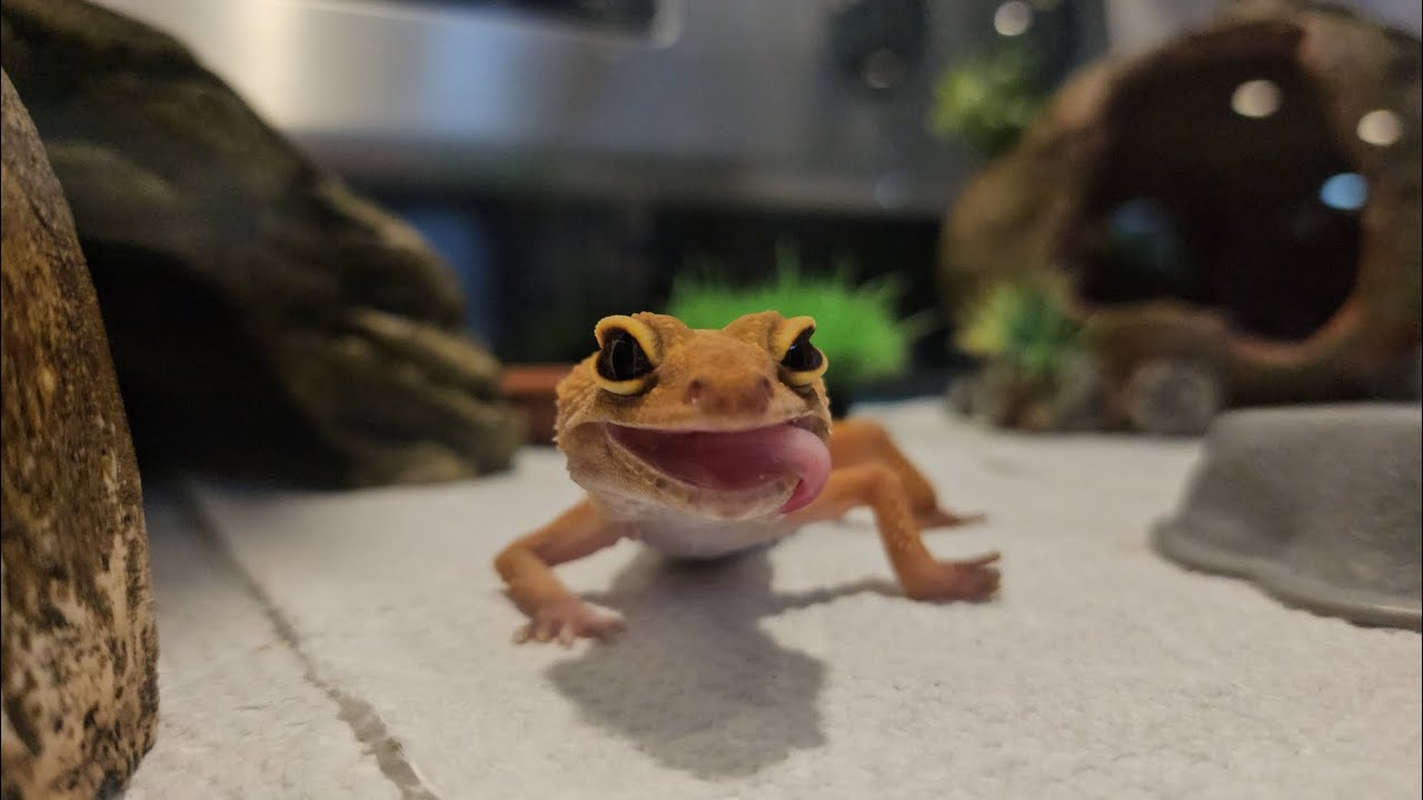 Echo The Geckos Week 3 Update!!! - YouTube
