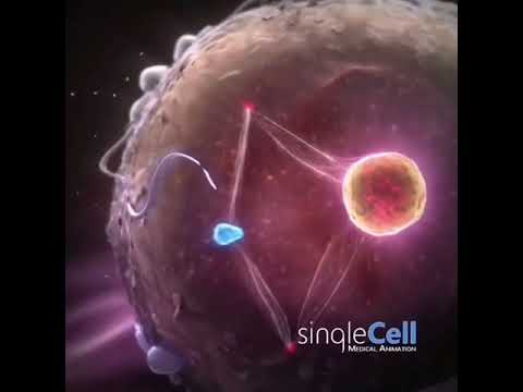 Sperm ve Yumurta Hücresinin Buluşma Anı