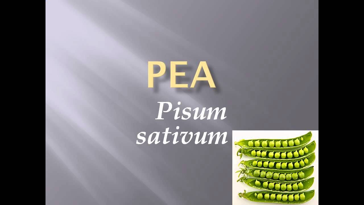 Pronunciation, Picture and Scientific name of vegetable PEA - YouTube