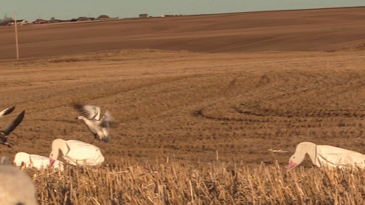Clone Decoys "Snow Clones" - YouTube