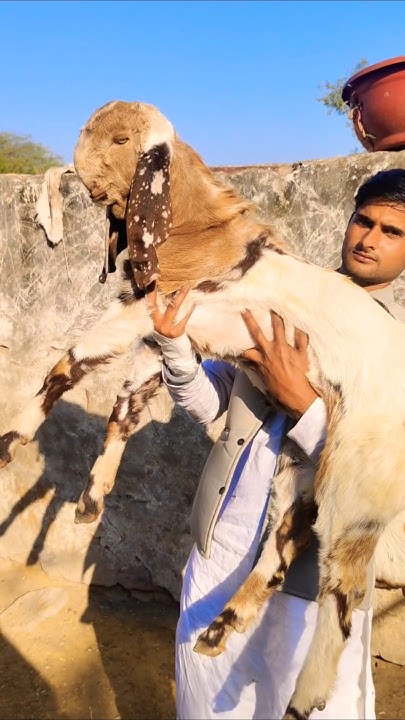 Top class totapuri location Rajasthan#shorts #goat #goats - YouTube