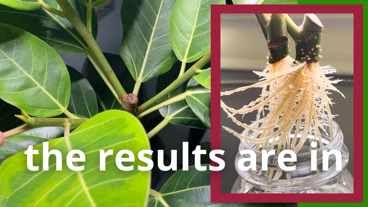 Decapitating My Ficus | Parts 2, 3, and 4 + classification correction ...