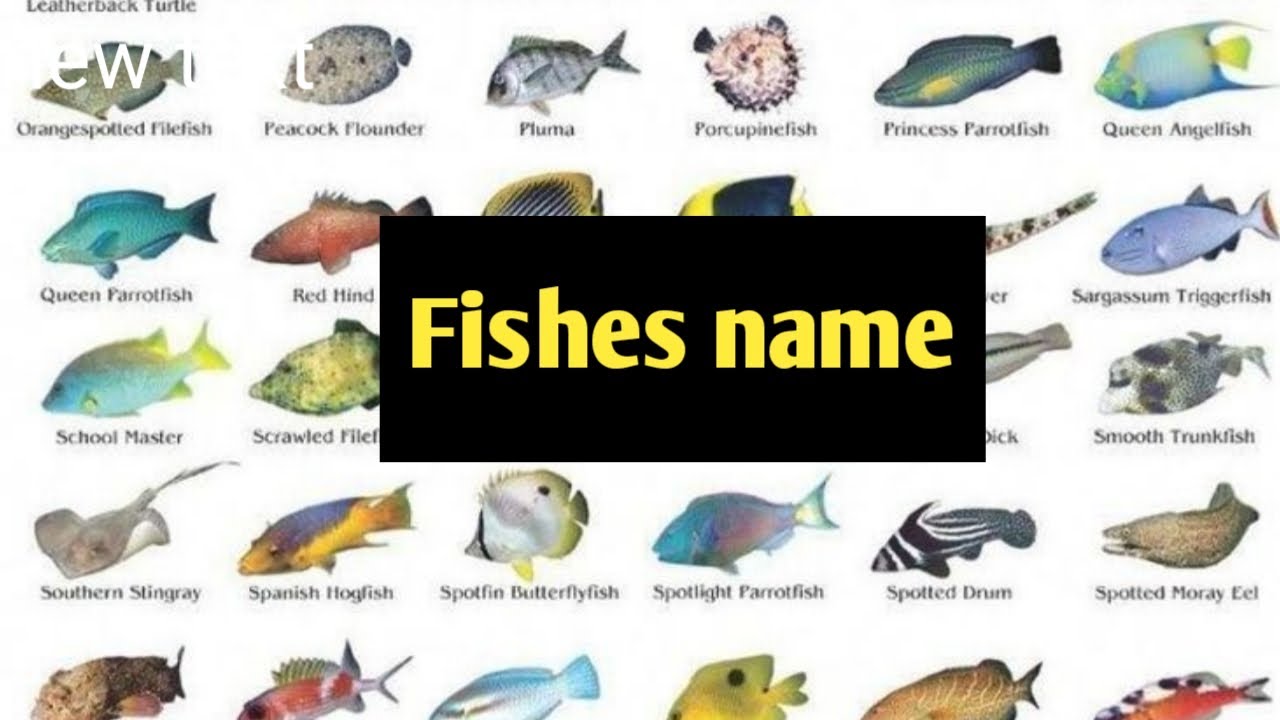 Fish vocabulary/fishes name/fish name in English with picture/kids ...