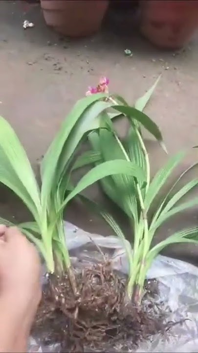 Ground Orchidsground Orchidshow Flowers Youtube