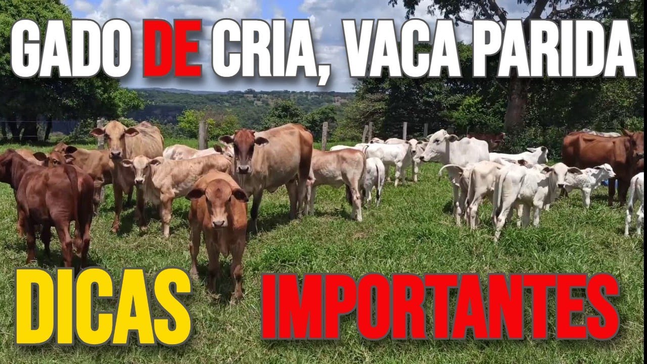 DICAS PARA MEXER COM CRIA, VACA PARIDA - YouTube